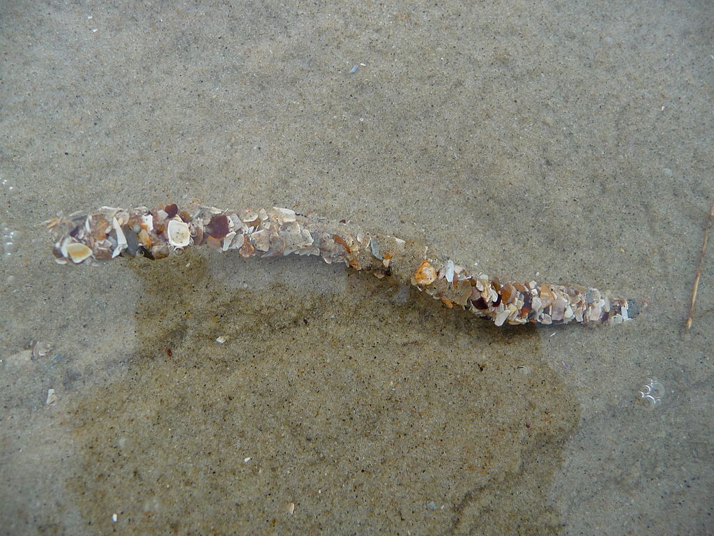 Real Monstrosities: Sand Mason Worm