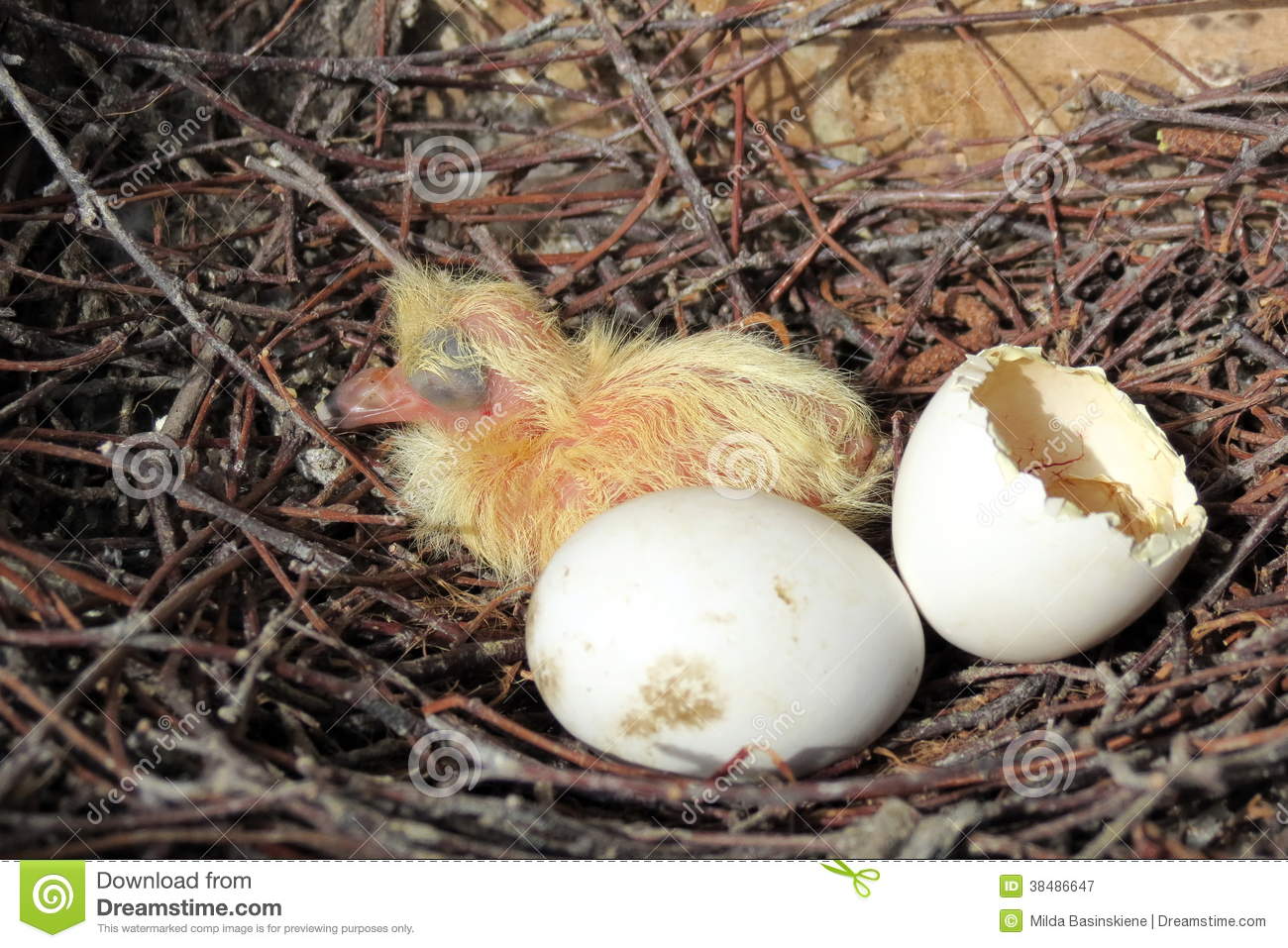 APRENDER EN MI AULA ES DIVERTIDO: ANIMALES QUE NACEN DE HUEVOS COMO LAS ...