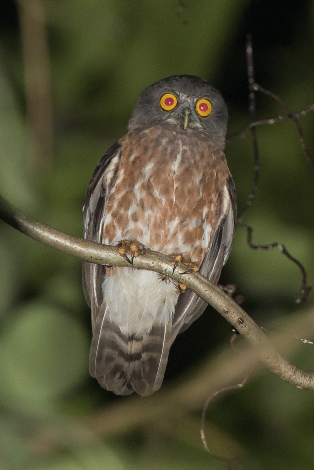 The Deskbound Birder: Andaman Islands - 28th November (Day 4)