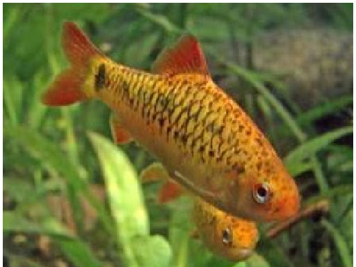 Barbo Ouro ~ Pet Mania - Bettas e Guppies - Sua Loja Pet - Pernambuco