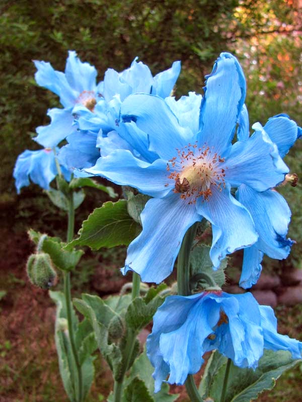 Meconopsis World - A Visual Reference: 2014