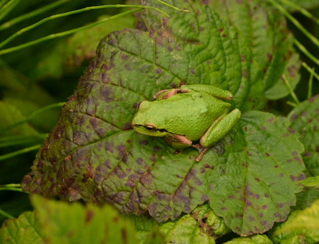Woods Walks and Wildlife: Pacific Tree Frogs