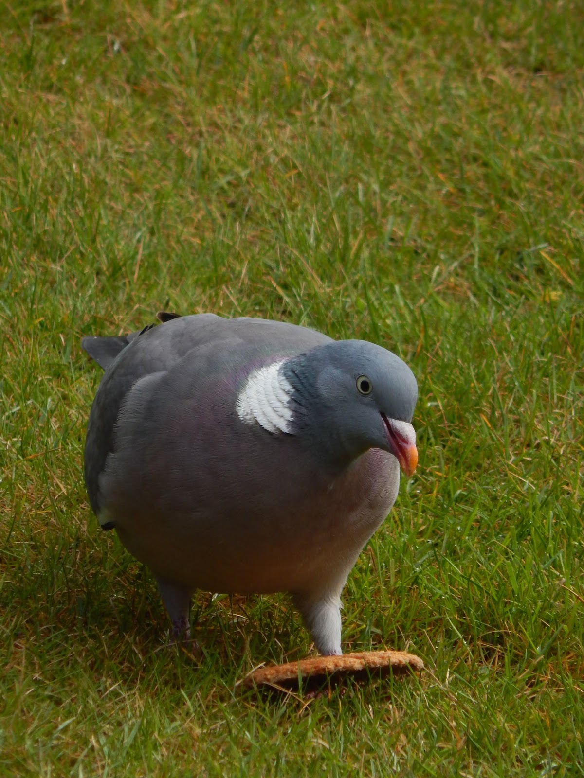 Tattewatteke: FOTO bosduif