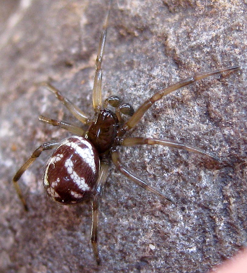 Exploring the Endangered Wonders: My Magnificent Spiders - Part 1