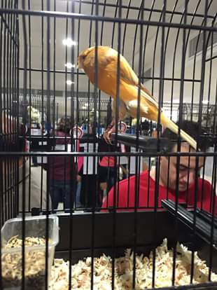 Greek Yorkshire Canaries: Αυγούστου 2016