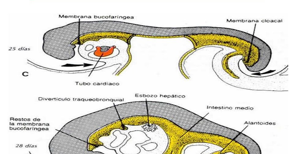 Histo Embriologia : Embriologia del Sistema Digestivo