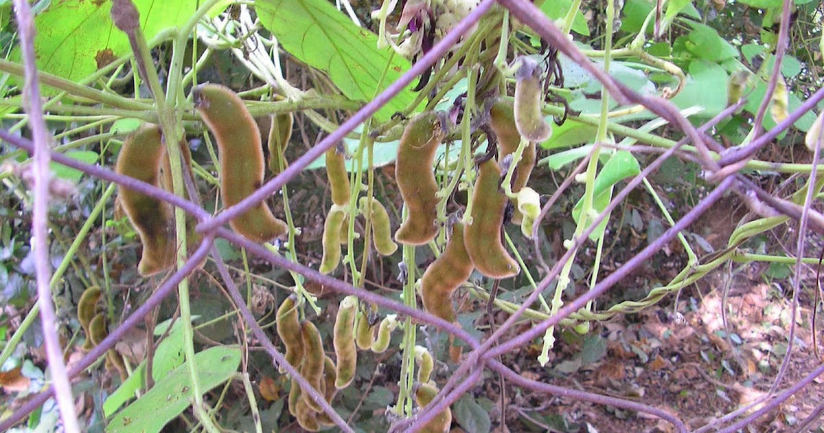 Medicinal Plants: Mucuna pruriens punaikkali Kapikacchu Dulagondi
