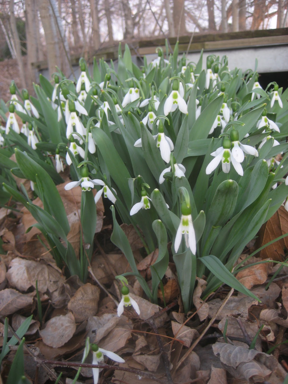 Chuck Does Art: Identifying bulbs growing in early spring by shoots
