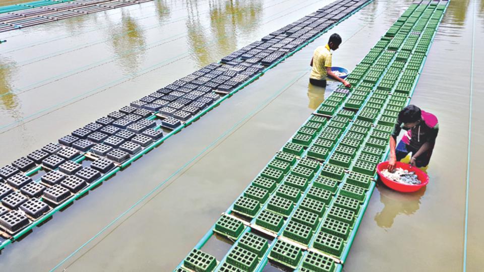 Live Fresh Mud Crabs, Mud Crab Farming In Indonesia, Mud Crab Price ...