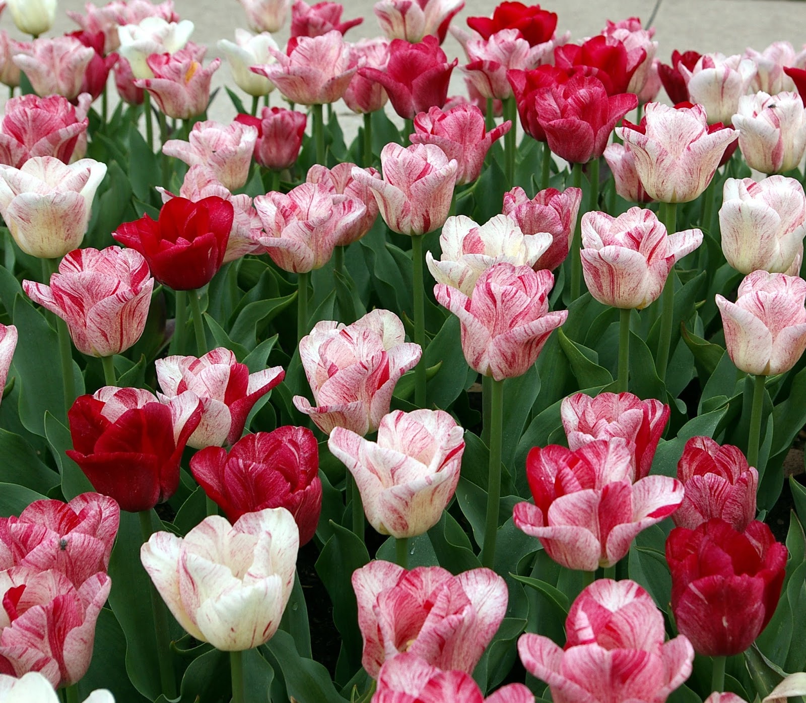 Great Bulbs and Perennials: This tulip is very cool!