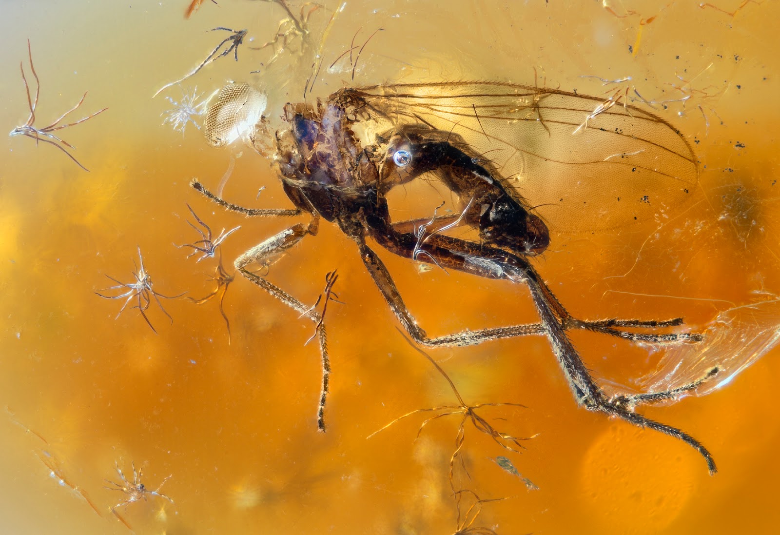 Morten Øen: 28-38 mill year old insects in Amber, April 2017, Nissedal ...