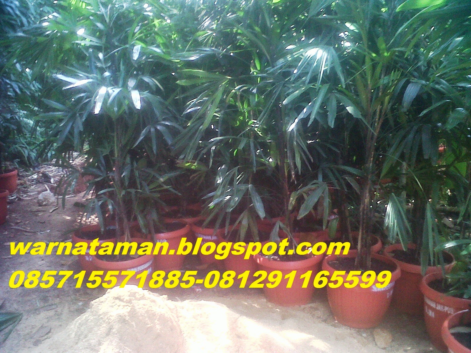 TUKANG TAMAN,DAN POHON PALEM WAREGU,,PALEM KUNING,085715571885 ...