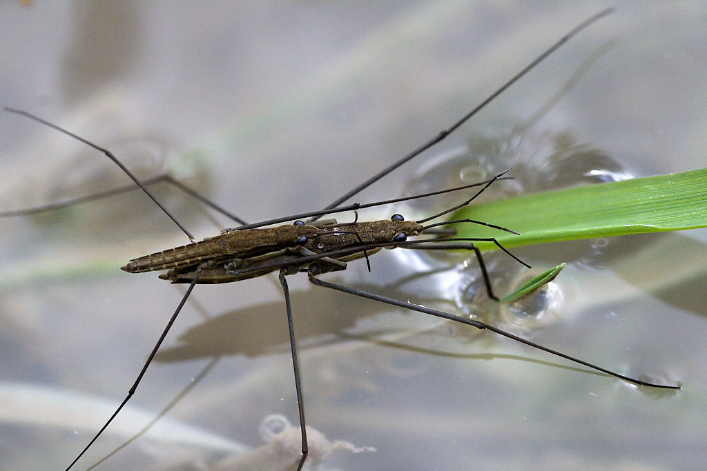 Aquarius najas - Alchetron, The Free Social Encyclopedia