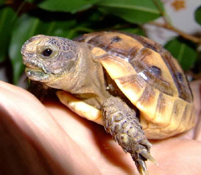 Rules of the Jungle: Common Types of Tortoise