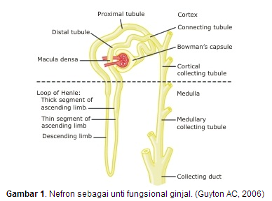 Indonesian Medical Technology: KAPITA SELEKTA KIMIA KLINIK - FAAL GINJAL