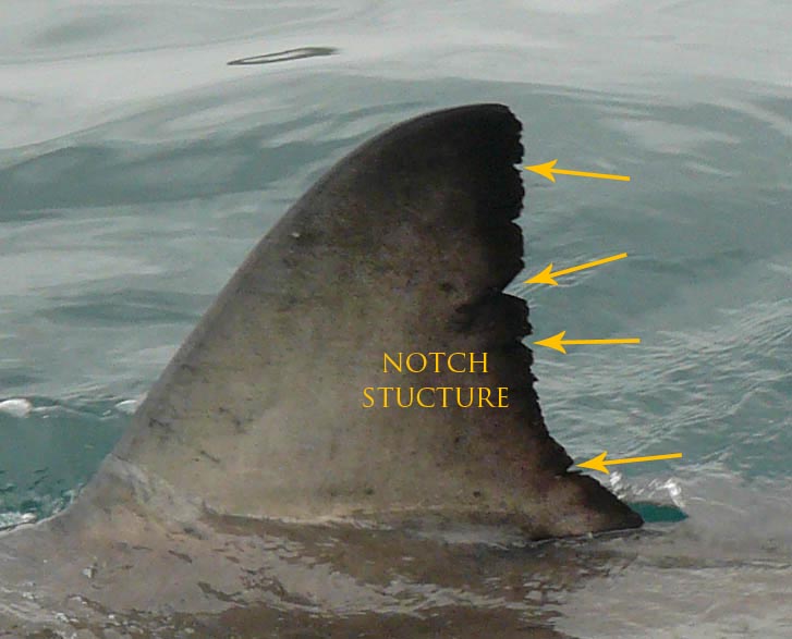 Marine Vertebrate Musings