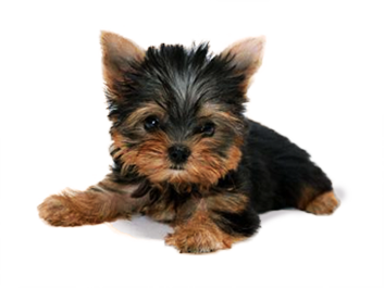 Todo PNG: Perritos PNG