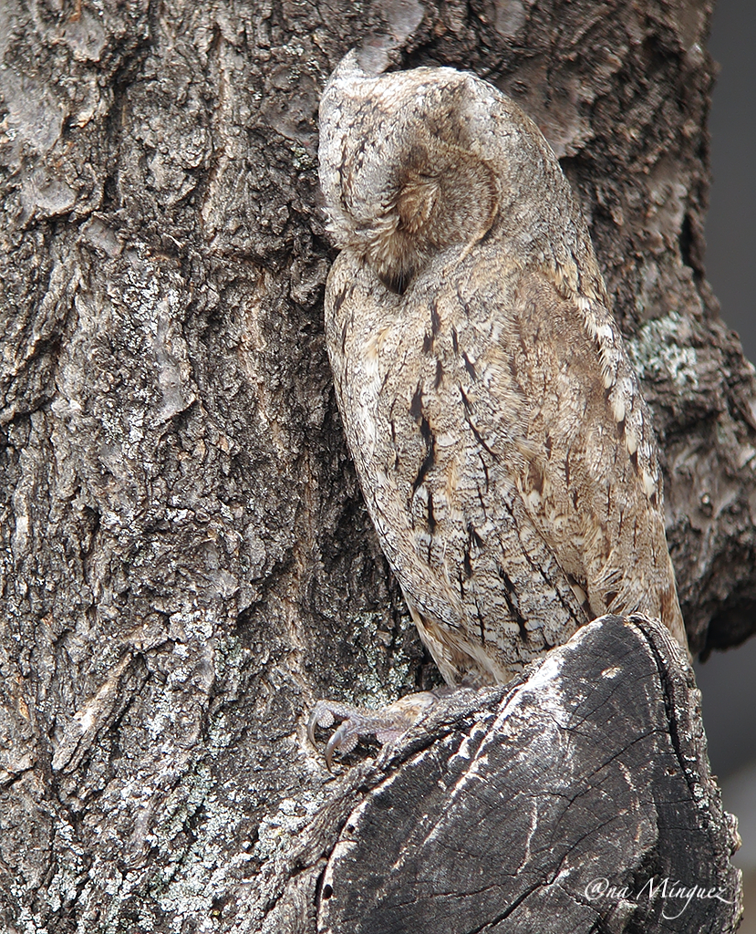 NATURANAFOTOS: Rapaces/Raptors