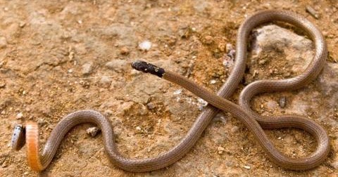 sri lankan snake: දෙපත් කළුවා