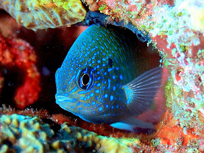 Fish Index: Blue Sapphire Damselfish (Chrysiptera springeri)