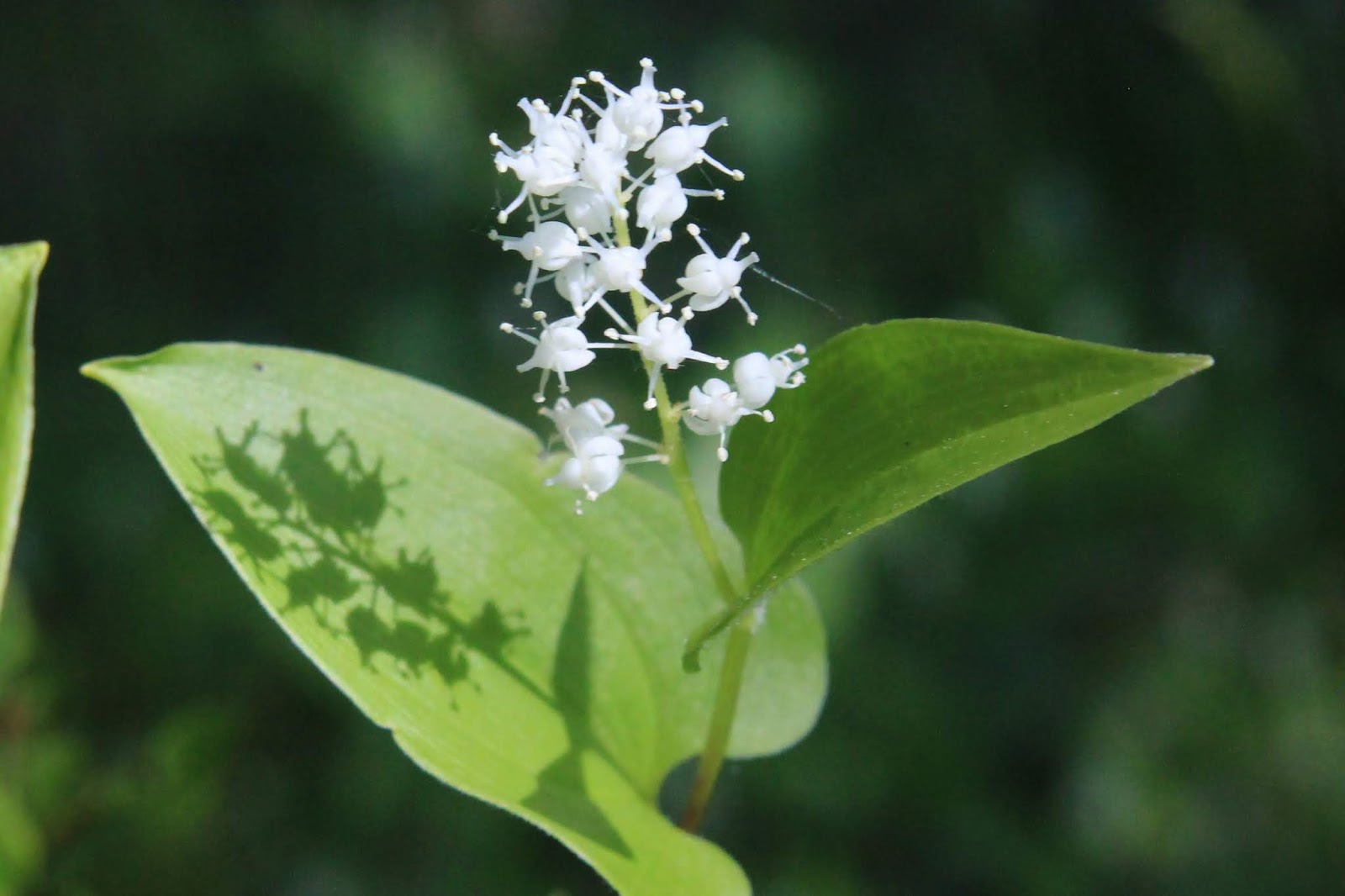 Sirpan luontoblogi: Oravanmarja, kielon pikkusisko