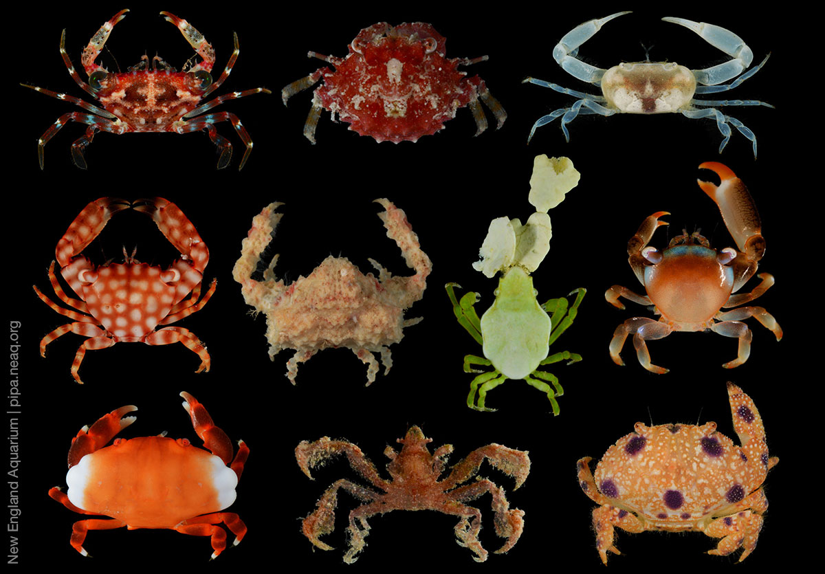 Phoenix Islands Blog