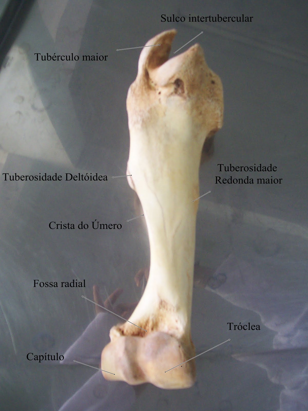 Anatomia Veterinária | Medicina Veterinária - Facisa