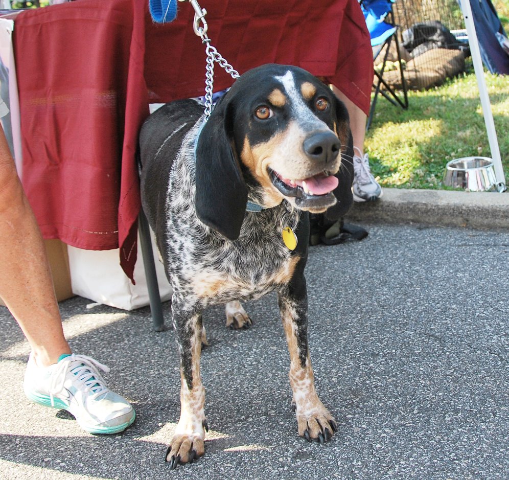 Bake.Run.Live: Gone to the dogs.....Coon Dog Day 5K