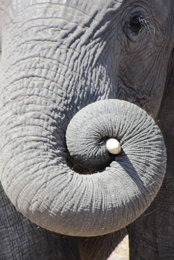 Mandala Madness: Natural Spirals