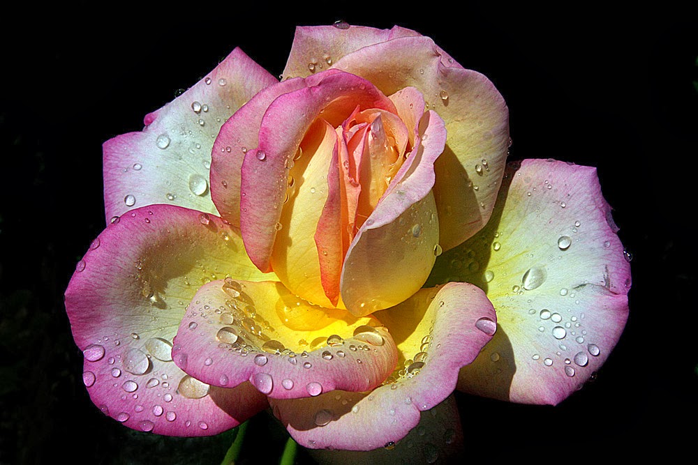 Imágene Experience: 20 fotos de rosas de colores para compartir - Free ...