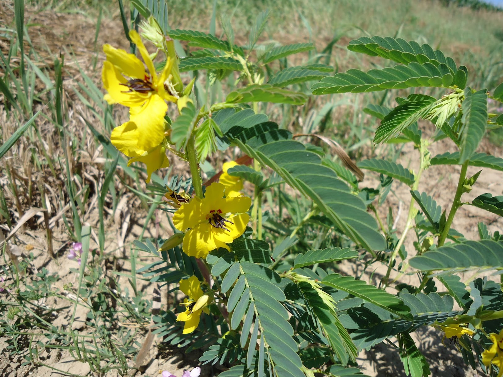 Welcome to Partridge Pea.