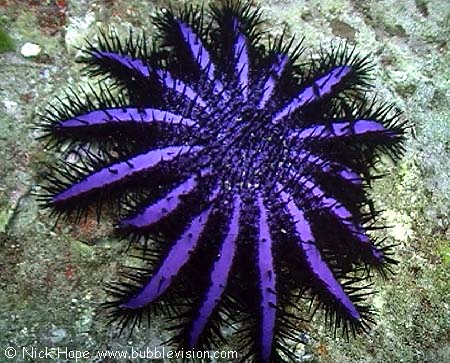 Weird Marine Sea Creatures Behaviors You Didn't Know Yet - Sea Starfish ...