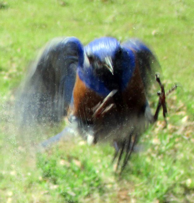 Travels with ButterCup: That Damn Bird!