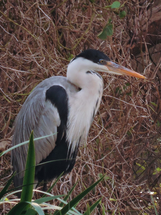 Flora y fauna emblemáticas: Garza mora