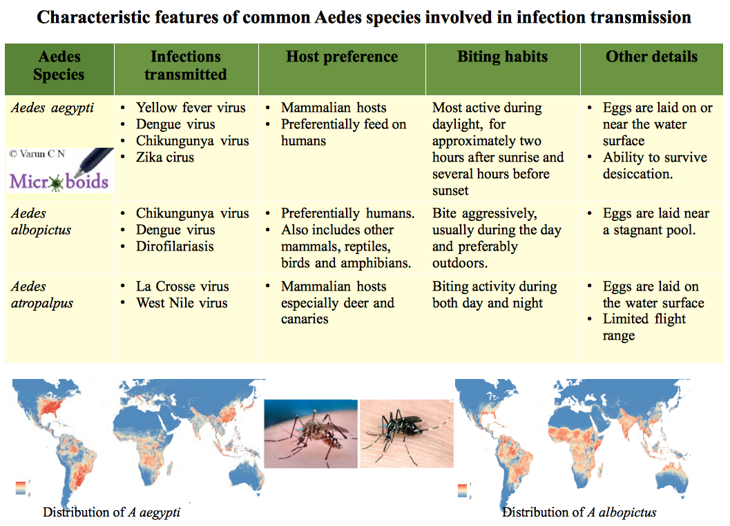 Introducing mosquitos into wild to protect against mosquitos