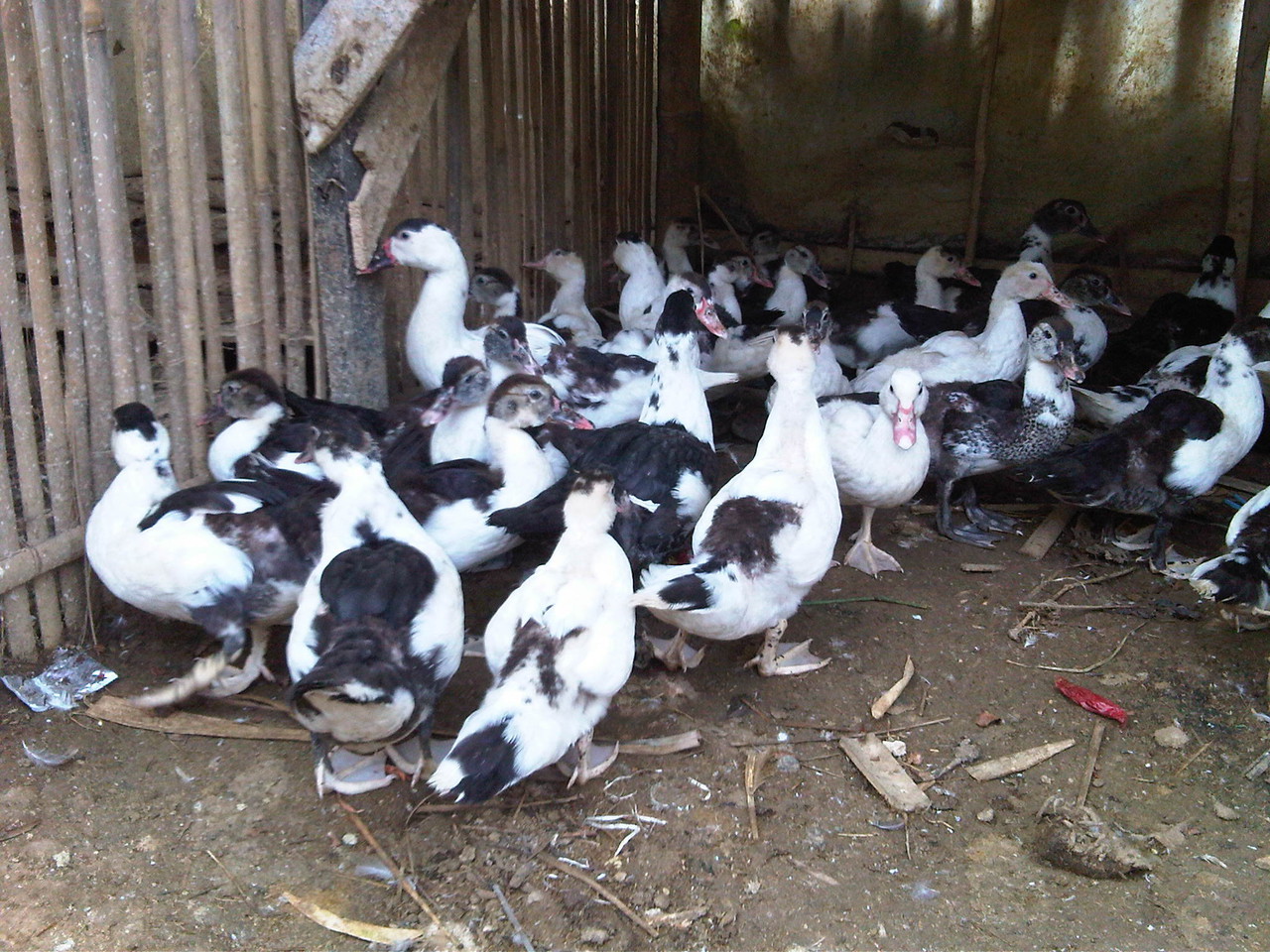 ENTOK KALTIM: Lebih Dekat dengan Entog