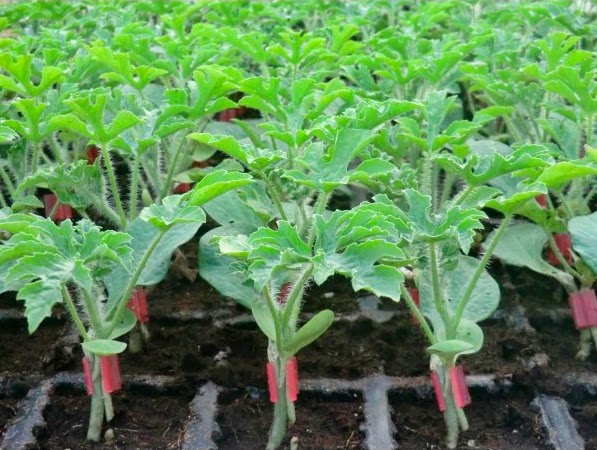 Asociación Cultural SEARUS: Sandía injertada en calabaza, en Los ...