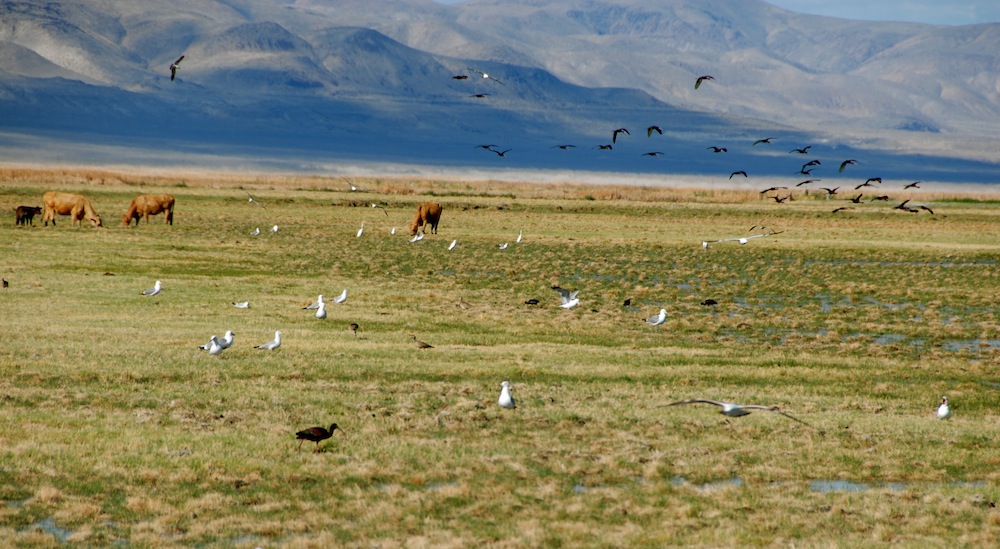 Nevada Magazine: Fallon is for the Birds