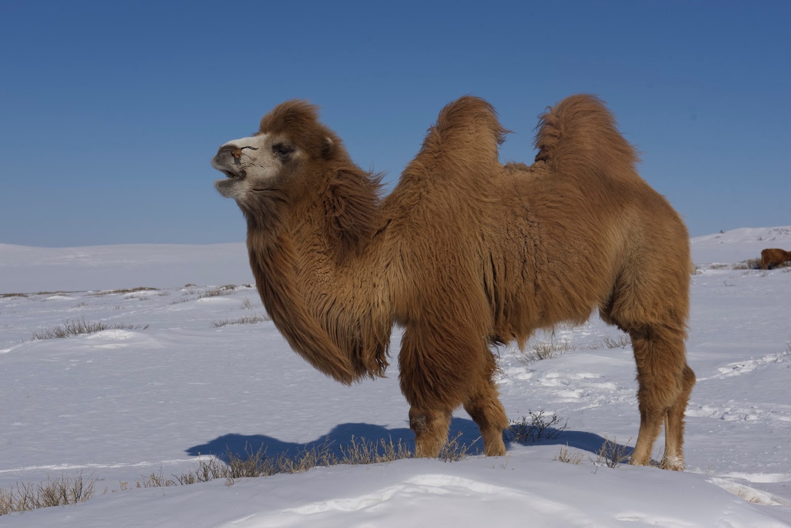 brommel: Camels in the snow