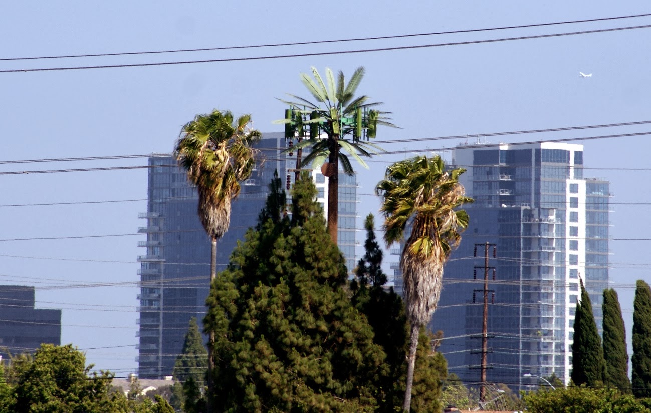 A photo, A thought............: Observation: Stealth cellphone towers