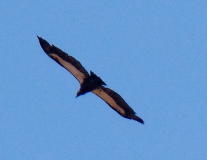 Friendly Neighbourhood Birders: 28. Bird watching in Masinagudi