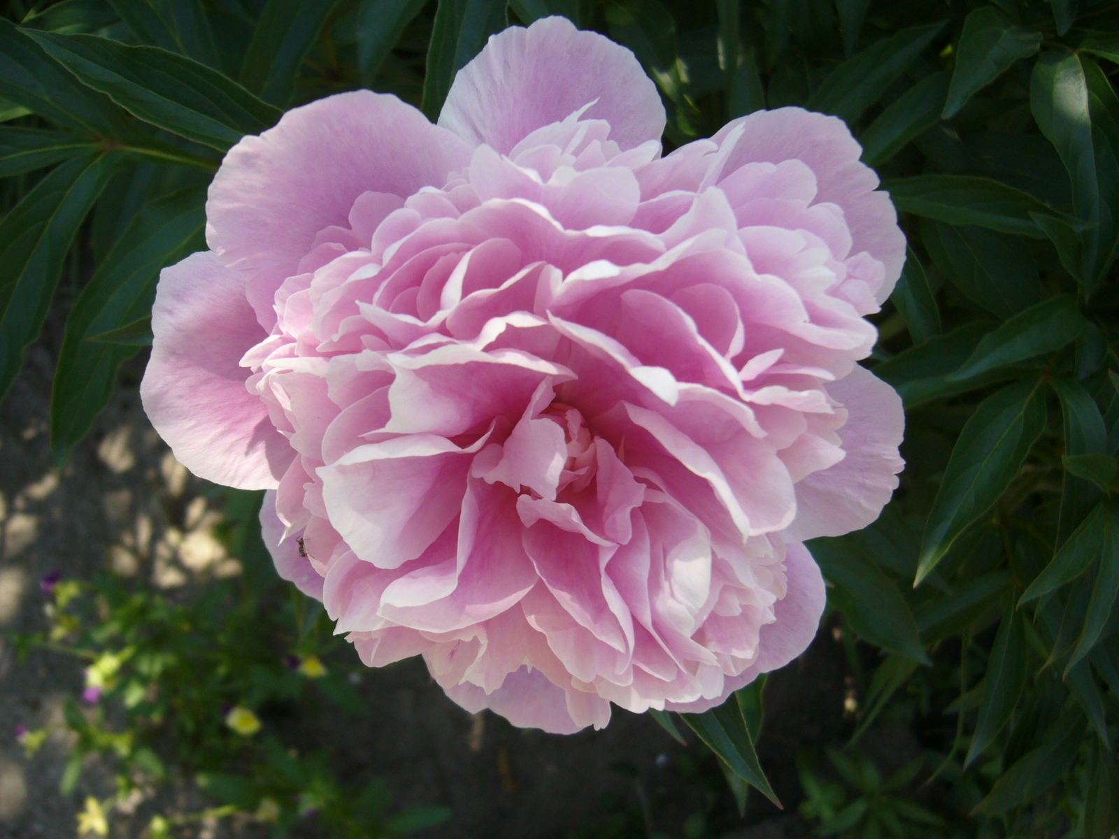 Ogrodniczka: Byliny - Piwonia lekarska (Peonia officinalis)