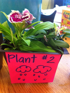 Simply Second Grade: Fun With Plants!