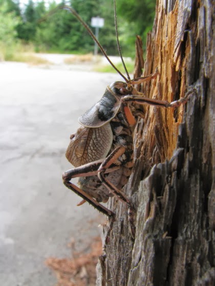 Variety of Life: Haglida