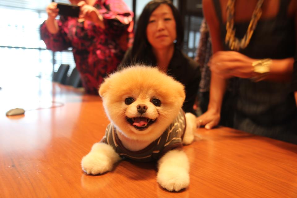 Boo, o Cachorro mais popular do Facebook