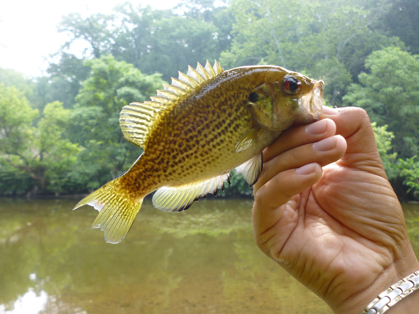 Extreme Philly Fishing: Recent Catches...(June 20th+)
