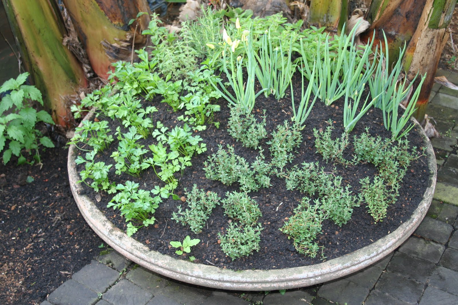 MInature kitchen garden! | Como fazer horta, Horta orgânica em casa ...