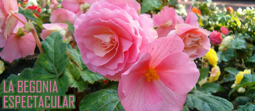 Biodiversidad de México : FLORA Y FAUNA ENDÉMICA DE MÉXICO.