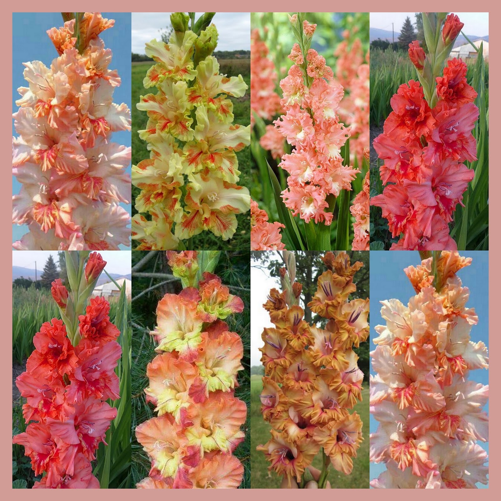 marieke nolsen: Gladiolen van Hermien Challa