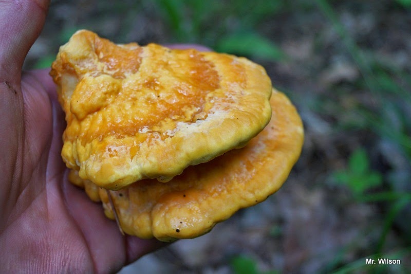 Mr. Wilson bushcraft: Grzyb kurczak